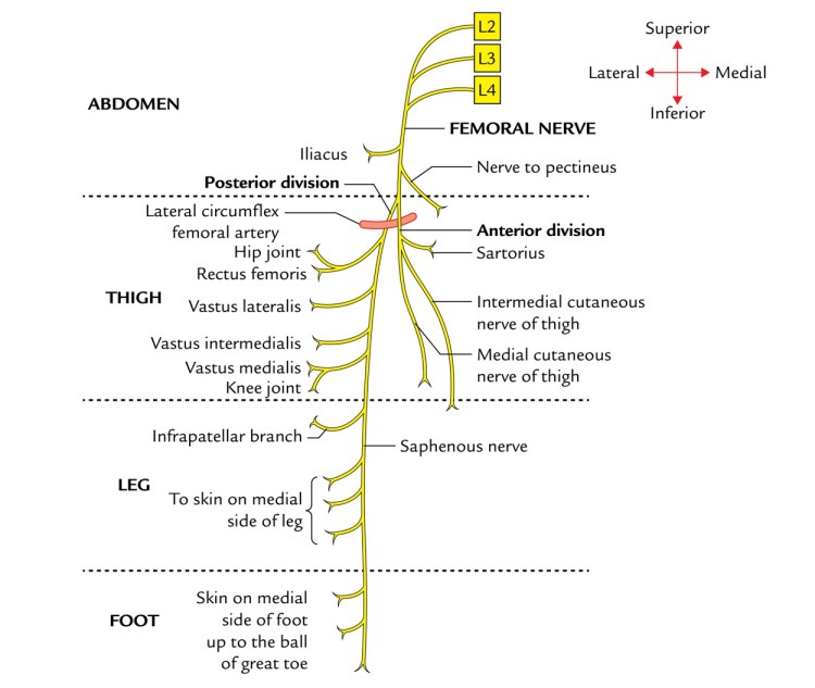 Femoral Nerve Damage – Nerve Damage from Childbirth